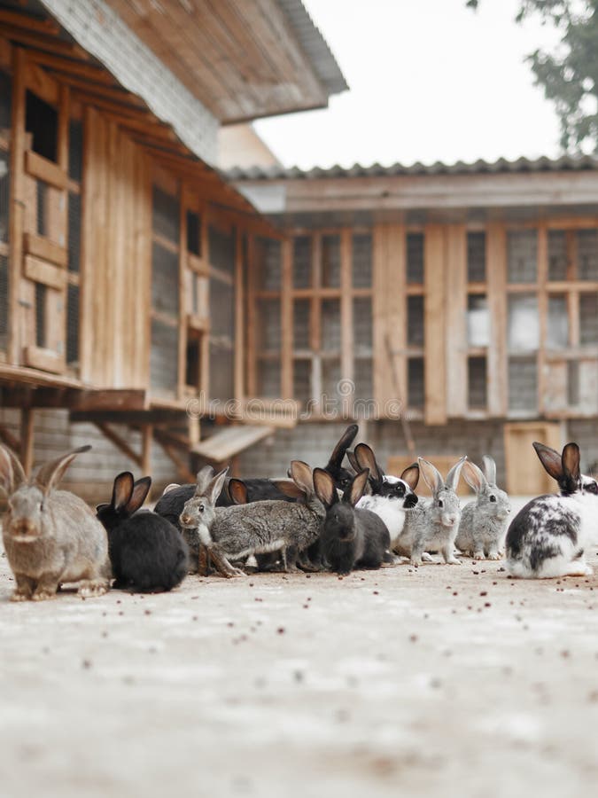 Many rabbits on the farm stock photo. Image of pets, rabbit - 61801570