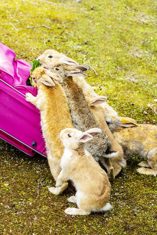 126 Rabbit Ecosystem Stock Photos - Free & Royalty-Free Stock Photos ...