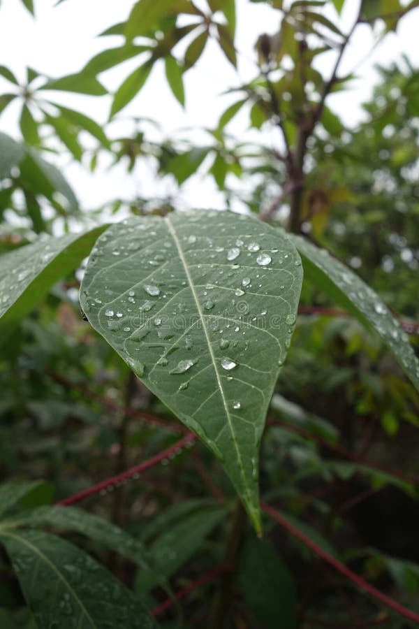 So Many Raindrops at the Cassava Leaves Stock Photo - Image of branch ...