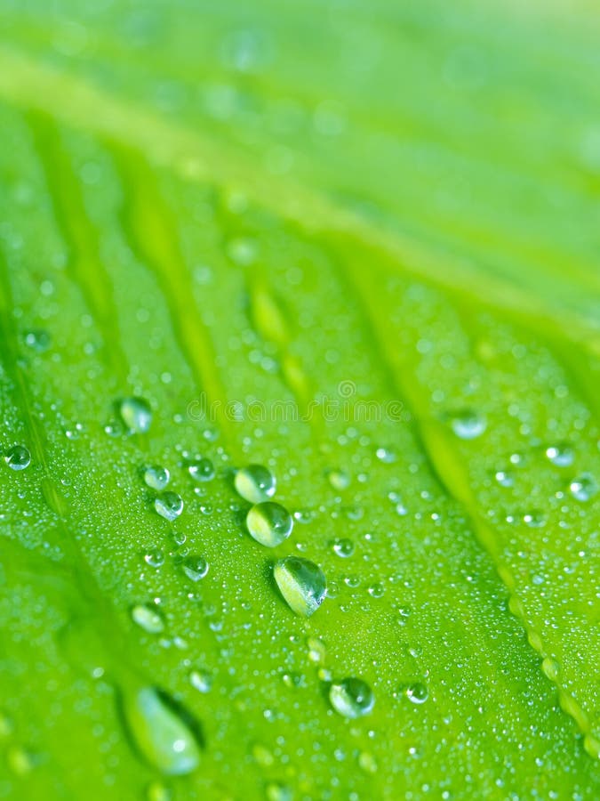 Many Raindrops are Scattered Around the Leaf Stock Photo - Image of ...