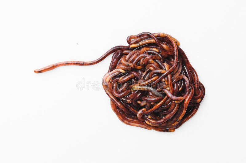 Many rainworms on white stock photo. Image of life, macro - 197876262