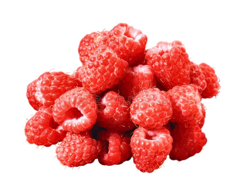Raspberry stock image. Image of botanic, botany, isolated - 2584375