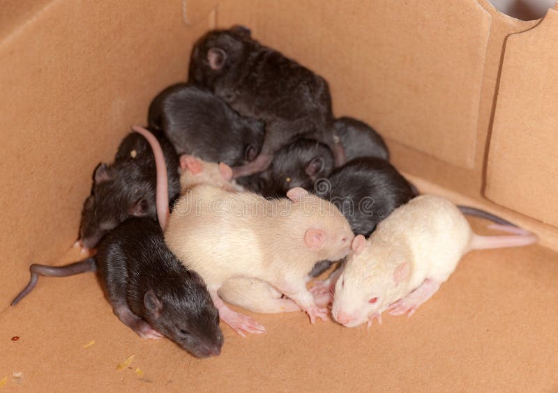Many Rats are Sleeping, Resting and Eating Stock Image - Image of cage ...