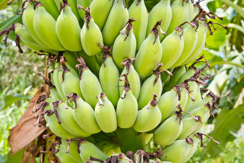 Many of the raw banana stock image. Image of fresh, food - 44531931