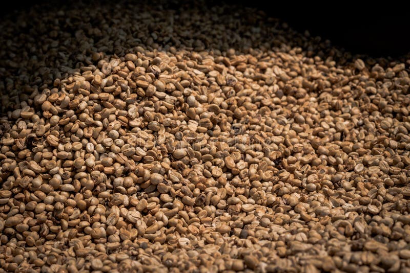 Many raw coffee beans stock photo. Image of breakfast - 140576530