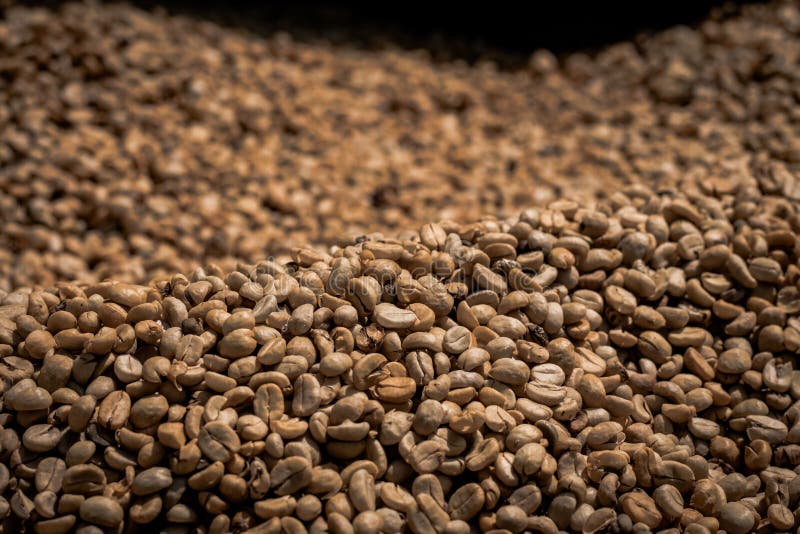 Many raw coffee beans stock image. Image of agriculture - 140576749