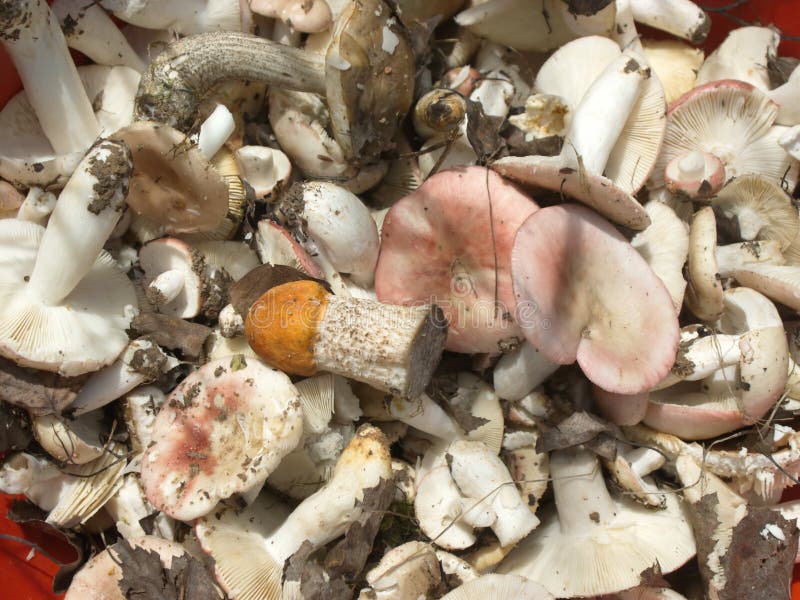 Many raw mushrooms closeup stock photo. Image of edible - 25839404