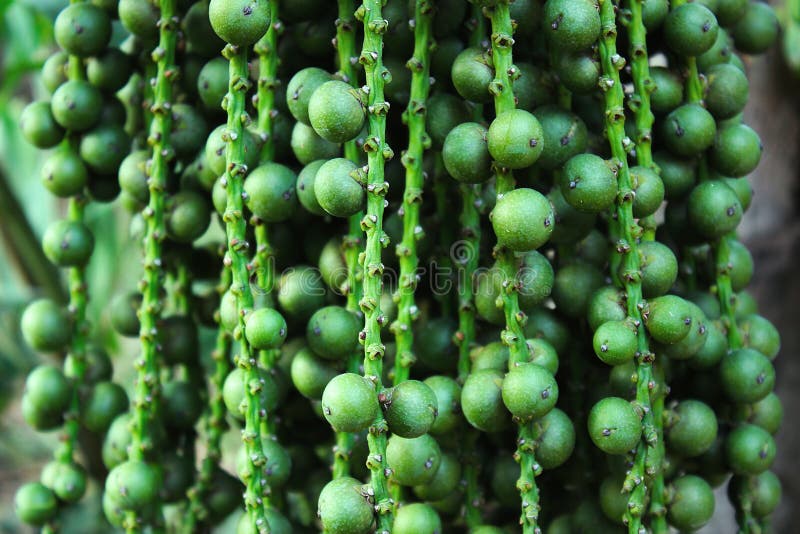 Many Raw Palm Fruit Hang on Palm Tree Stock Photo - Image of round ...