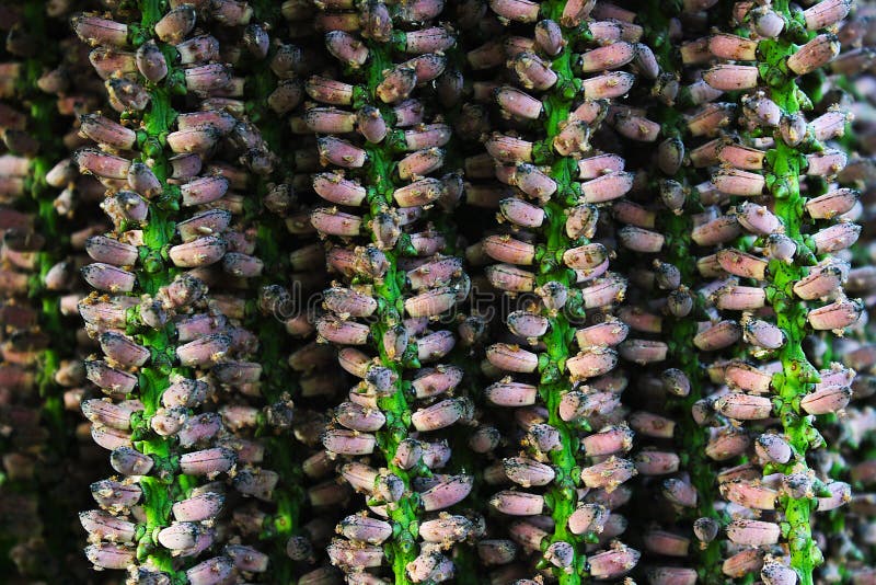 Many Raw Palm Fruit Hang on Palm Tree Stock Image - Image of plant ...