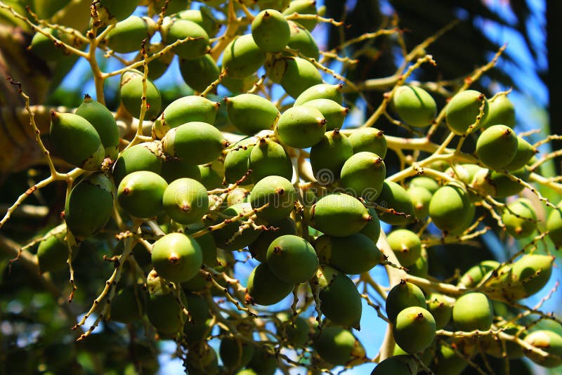 Many Raw Palm Fruit Hang on Palm Tree Stock Photo - Image of fruits ...