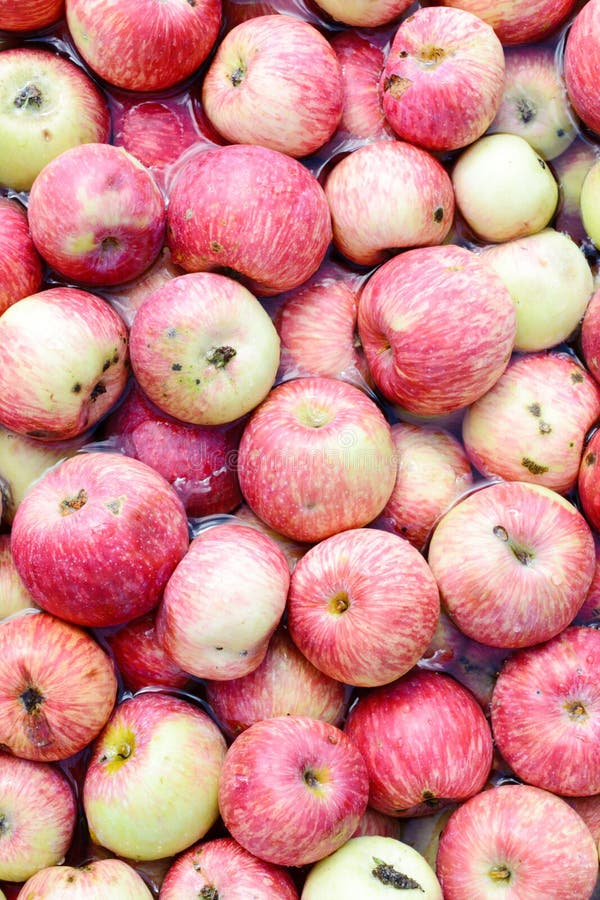 Many Red Apples Floating Water Stock Photos - Free & Royalty-Free Stock ...