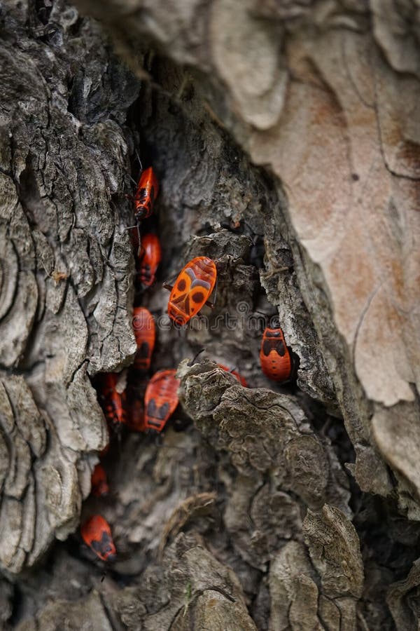 Many Red Beetles on the Tree Stock Photo - Image of plant, autumn ...