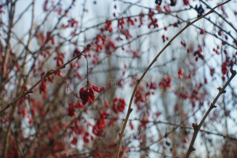 Many Red Berries on Branches of Berberis Vulgaris Stock Photo - Image ...