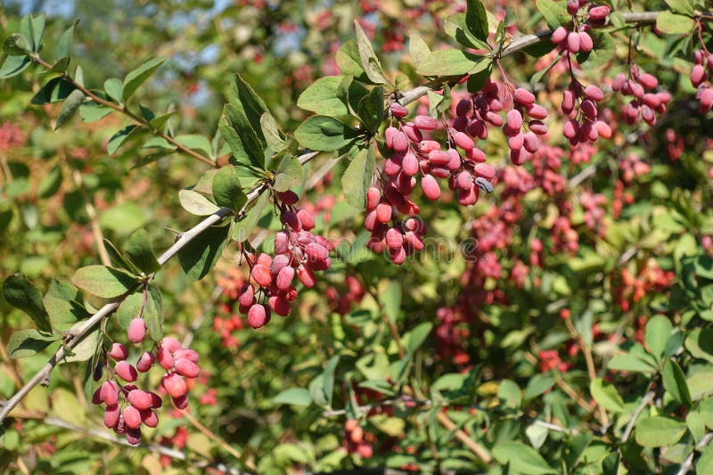 Many Red Berries of Barberry in Mid September Stock Photo - Image of ...