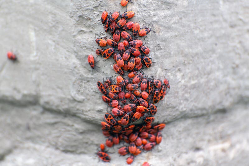 Many Red Bugs on the Foundation of the House Stock Image - Image of ...