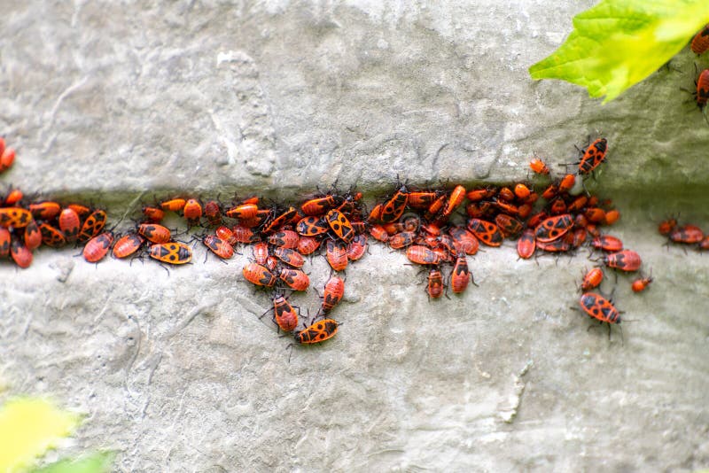 Many Red Bugs on the Foundation of the House Stock Image - Image of ...