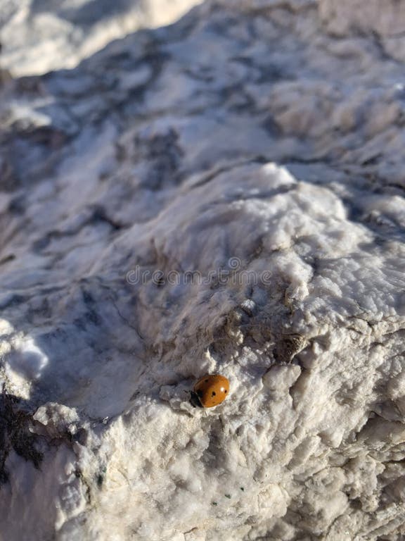 Many red bugs stock photo. Image of closeup, beautiful - 231057134