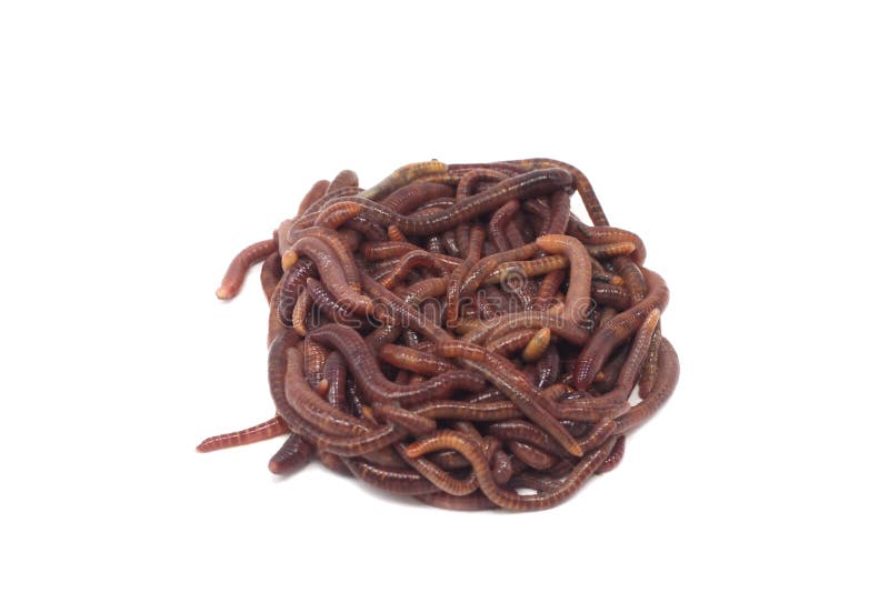 Many red earthworms stock image. Image of wildlife, bait - 46549497