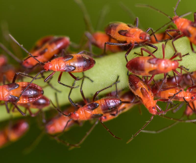 Many Red Insects on the Plants. Stock Photo - Image of plants, insects ...