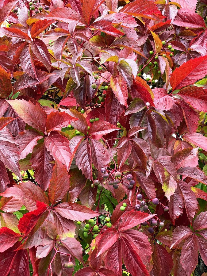 Many Red Leaves of a Wild Grape Stock Photo - Image of grape, season ...