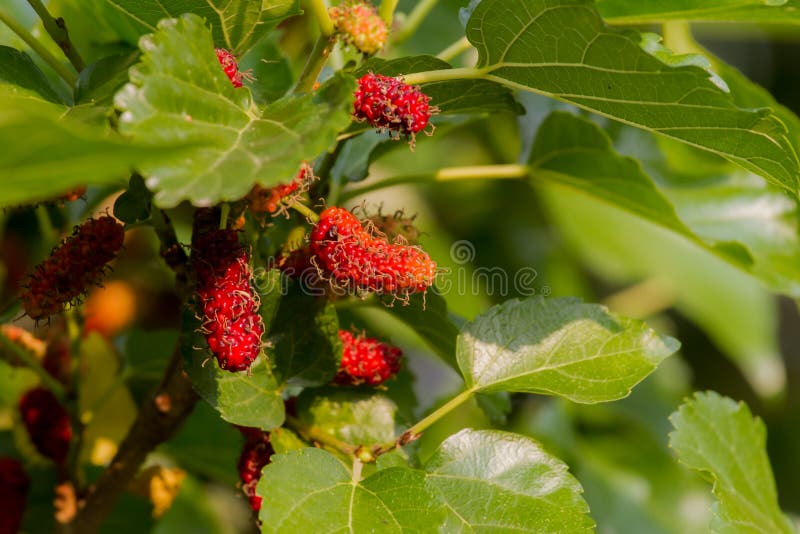 Many Red Malberry on the Tree in Farm. Space To Enter Text Stock Photo ...