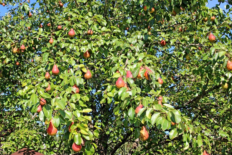 Many Red Pear Fruit on the Branches Stock Photo - Image of summer ...