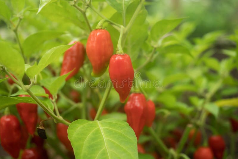 Many Red Pepperoni in the Garden Stock Image - Image of pepperoni ...