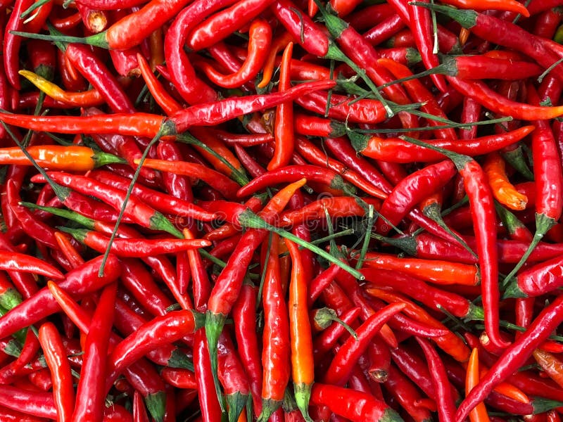 Large pile of red peppers stock photo. Image of ripe - 109636258