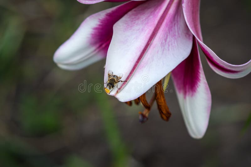 Many Red Purple Yellow Flowers Bloom in Spring Stock Image - Image of ...