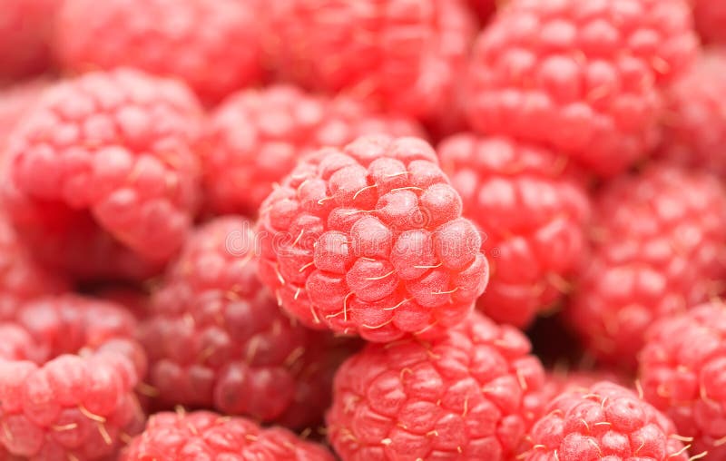 Many red raspberry stock image. Image of ripe, sweet - 22580423