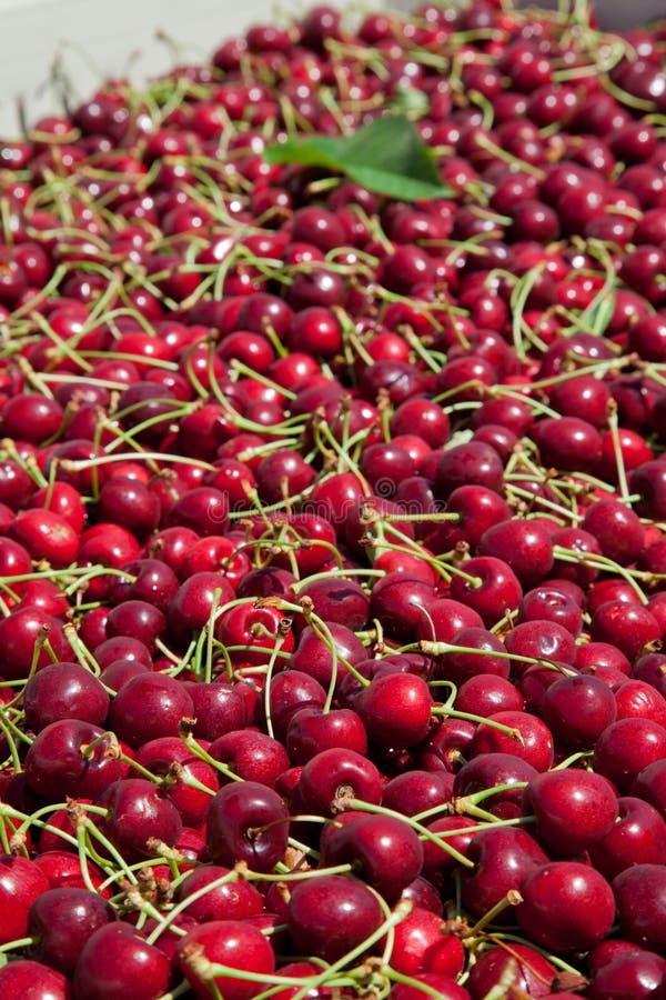 Many Red Ripe Cherries in a Bin Ready To Be Packaged for Sale Stock ...