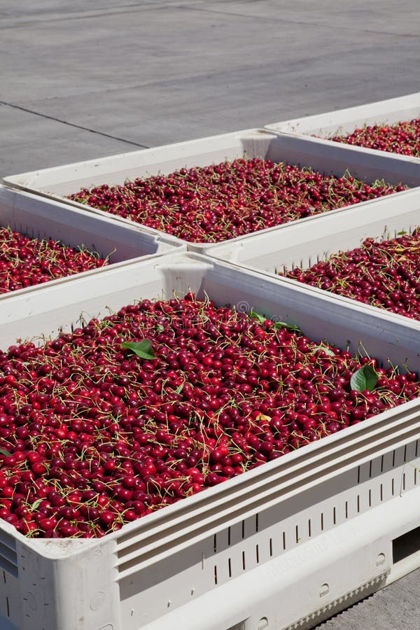 Many Red Ripe Cherries in a Bin Ready To Be Packaged for Sale Stock ...