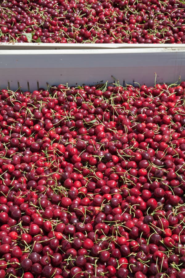 Many Red Ripe Cherries in a Bin Ready To Be Packaged for Sale Stock ...