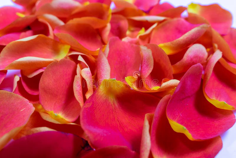 Many Red Rose Petals Close Up Stock Photo - Image of background, fresh ...