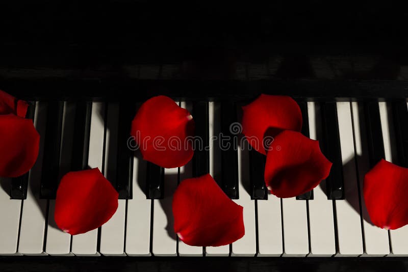 Many Red Rose Petals on Piano Keys, Above View Stock Image - Image of ...