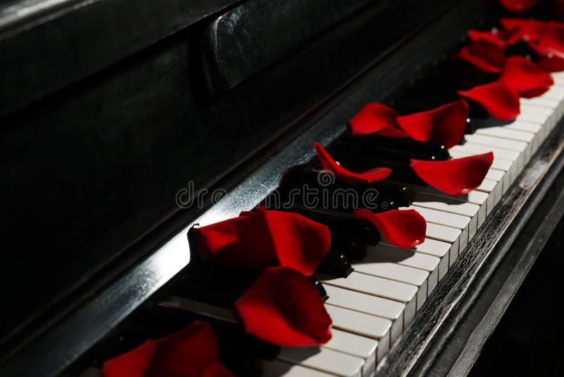 Many Red Rose Petals on Piano Keys, Closeup Stock Photo - Image of ...