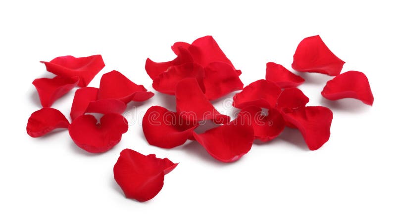 Many Red Rose Petals on White Background Stock Photo - Image of fresh ...