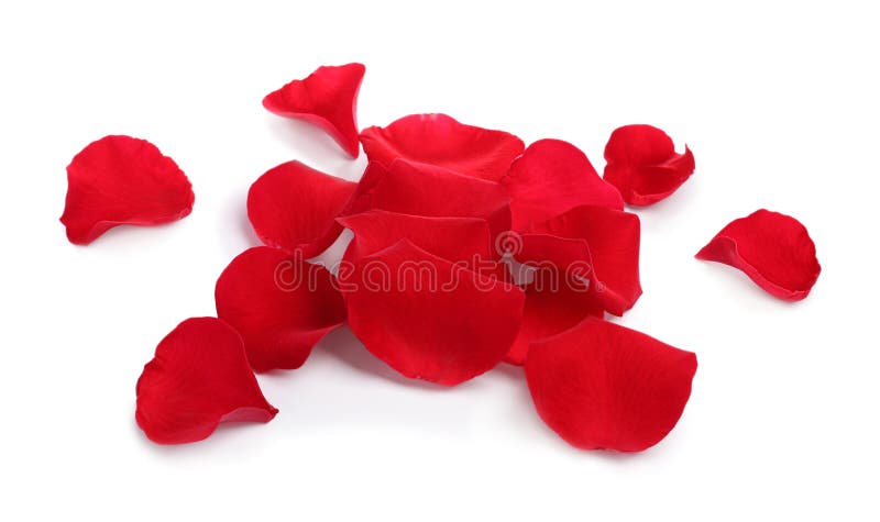 Many Red Rose Petals on White Background Stock Image - Image of elegant ...