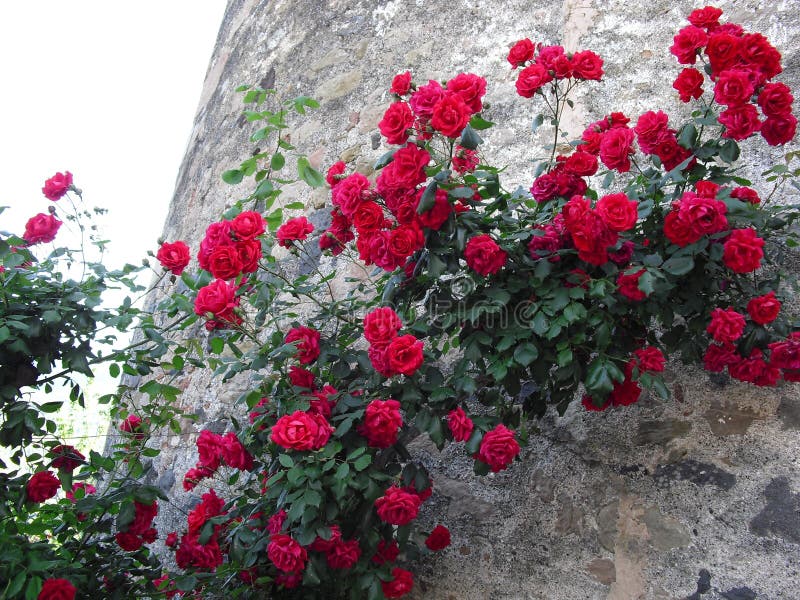 Red Roses Climbing the Wall of an Old Stone Tower Stock Photo - Image ...