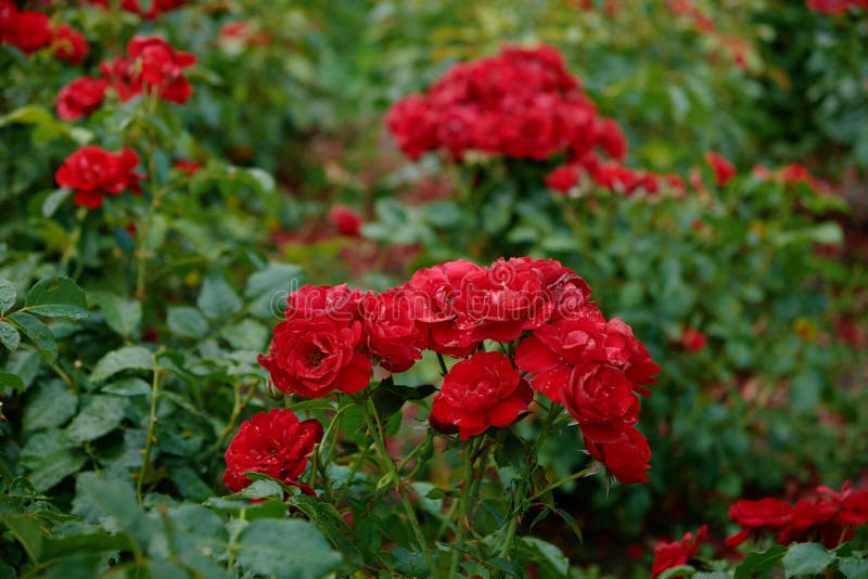 Many red roses in garden stock image. Image of design - 190544857