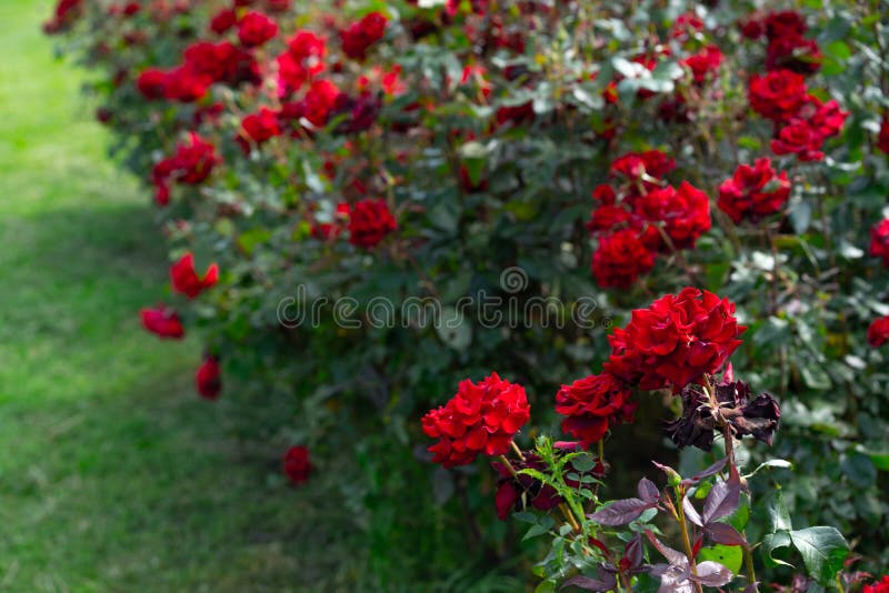 Many Red Roses Growing in the Ground Stock Image - Image of petal ...