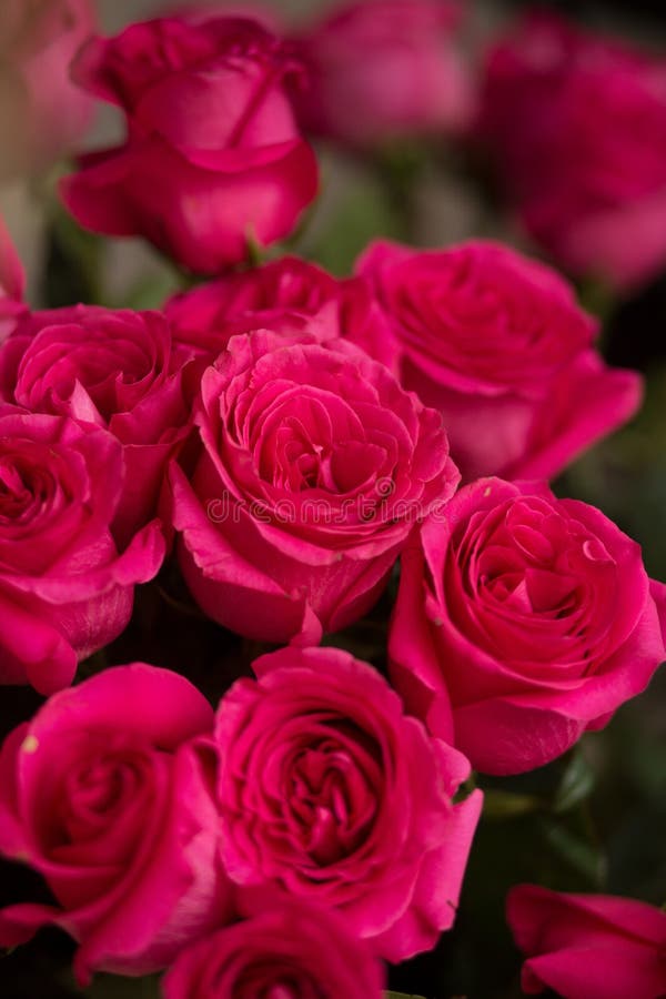 Many red roses stock image. Image of luxuriant, festive - 37636825