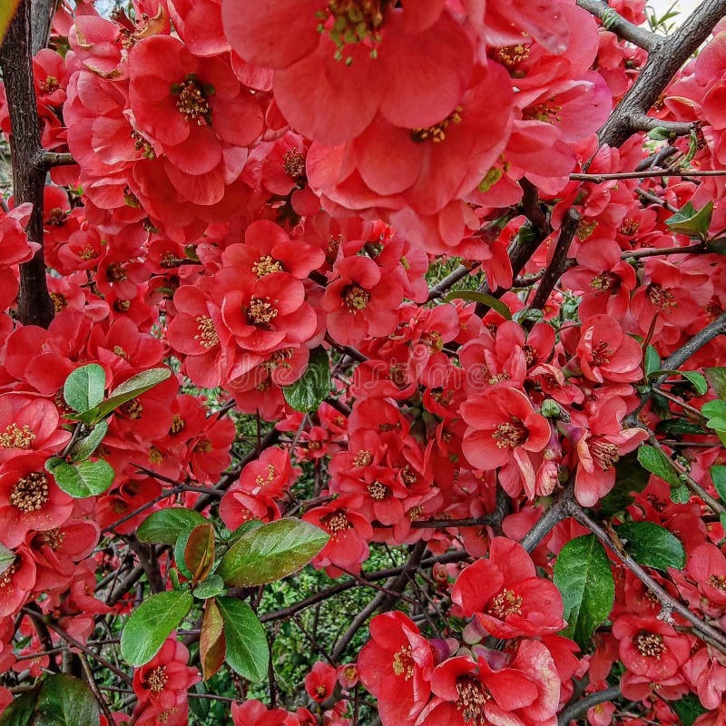 Many Red Spring Flowers Close Up Stock Image - Image of petal, tree ...