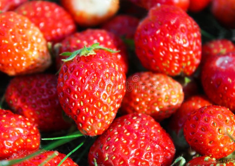 Many strawberries stock image. Image of education, ecology - 30277049