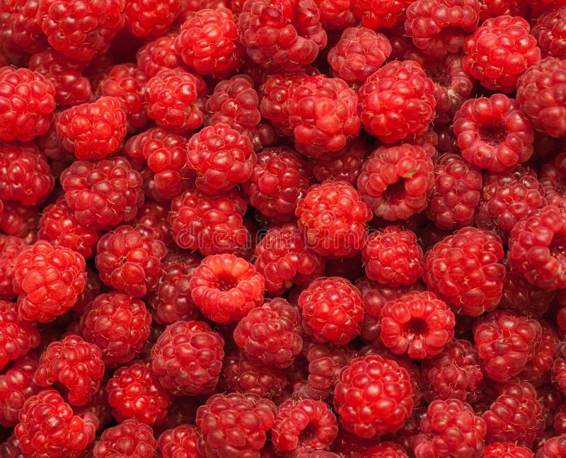 Many Red Succulent Raspberries Backgrounds Stock Photos - Free ...