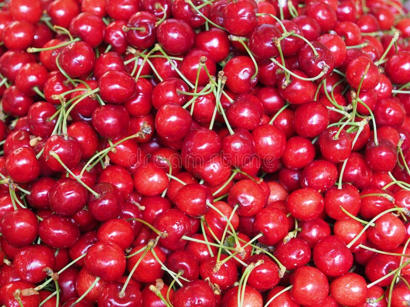 Many red sweet cherries stock photo. Image of cherry - 153755732