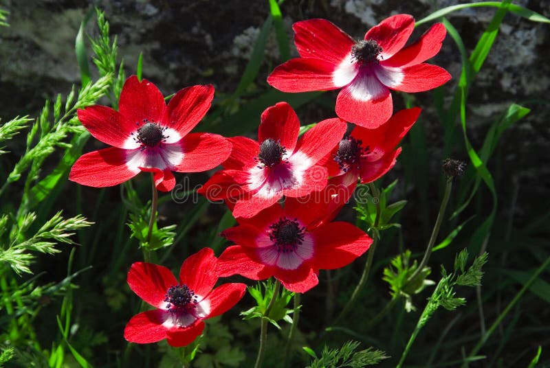 Many red wild flowers stock image. Image of flowers, floral - 56882825