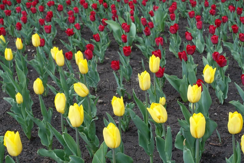 Many Red and Yellow Flowers of Tulips in April Stock Image - Image of ...
