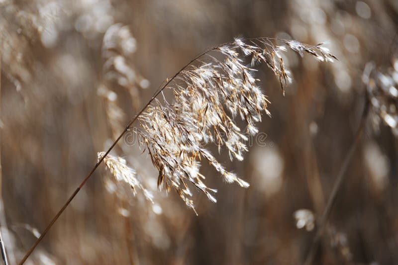 Reeds in field stock image. Image of contour, blow, floral - 29791547