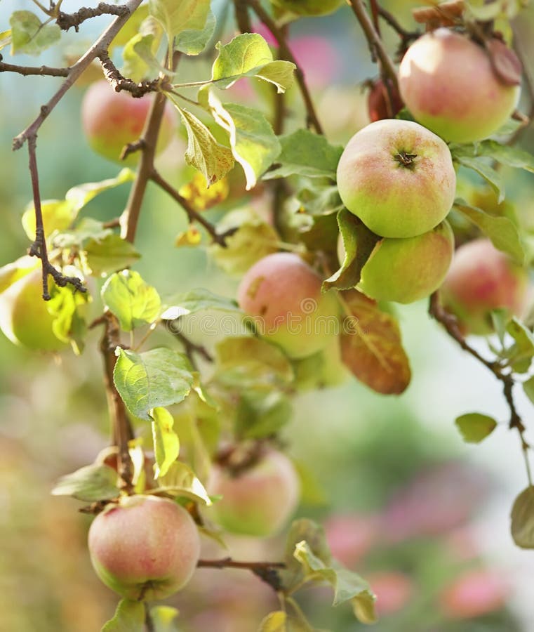 Branches of Apple and Ripe Apples. Sunny Summer Evening Stock Image ...